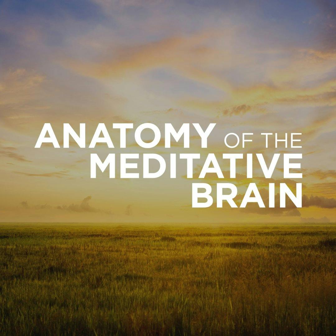 Anatomy of the Meditative Brain