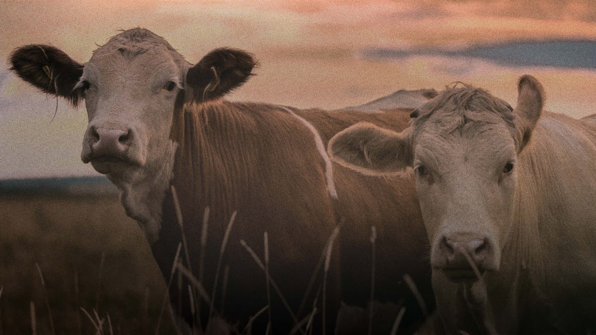 Watch A Broken Food System Gaia