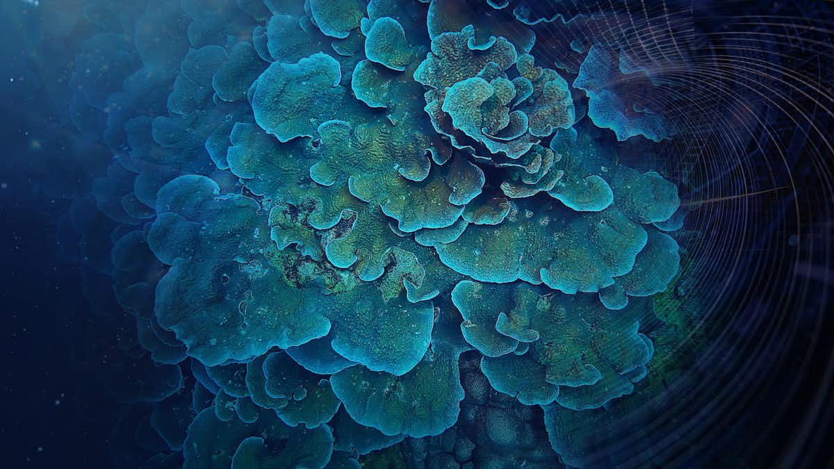 Watch BioGeometry Climate | Gaia