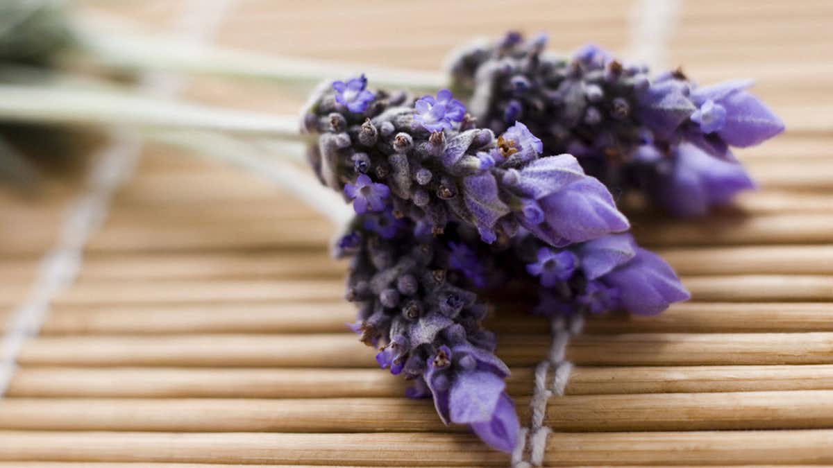 Watch Barbara Marciniak on the Pleiadians - Interviews & More | Gaia