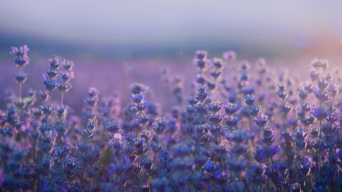 Watch Heart Expansion - Fourth Chakra | Gaia