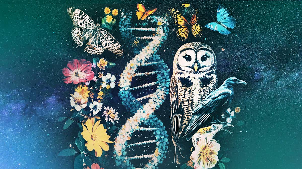 Watch Richard Rudd: Gene Keys Guided Meditations | Gaia