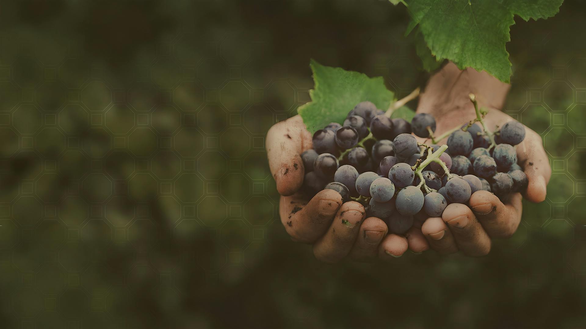 Nutrition Movies: Documentaries About Healthy Eating | Gaia