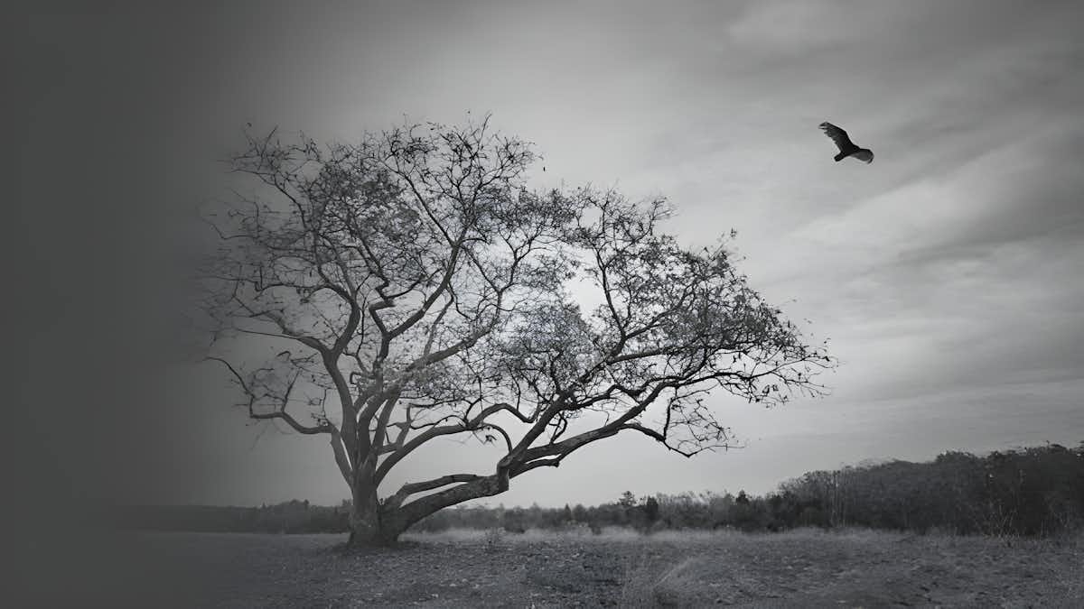 Watch On Death | Gaia