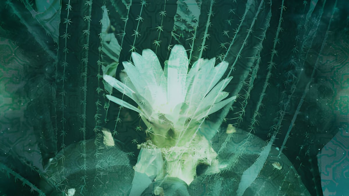 Watch Cacti: Indigenous Medicine of the Mind | Gaia