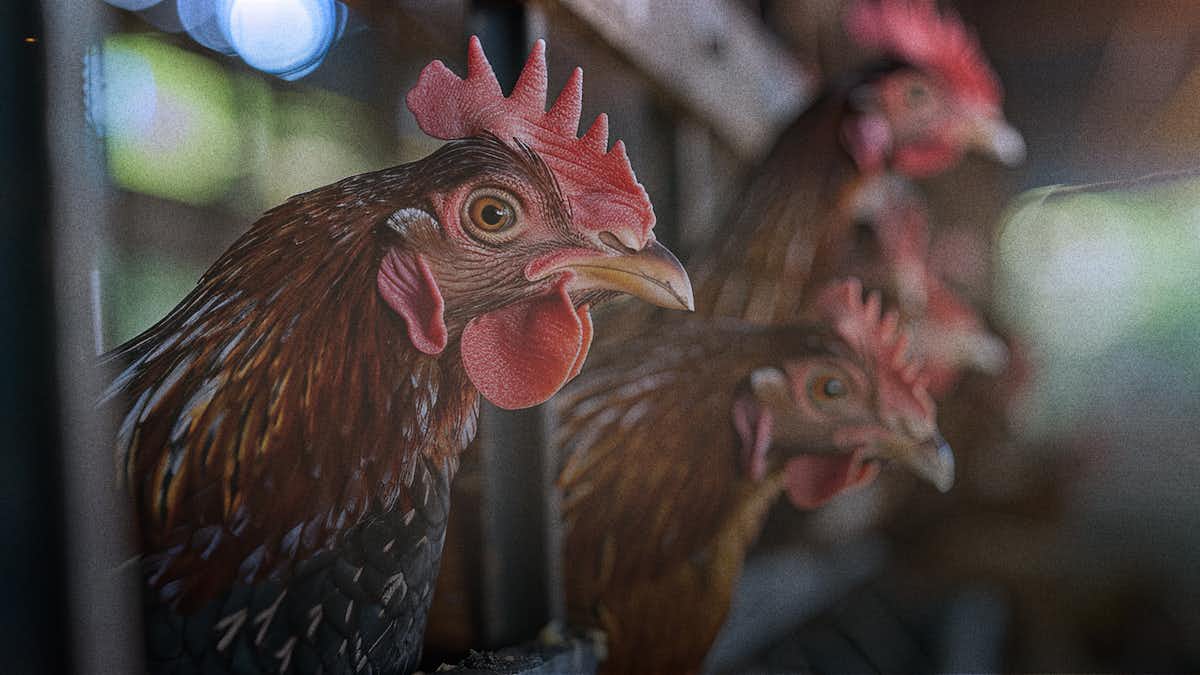 Disfruta No to Factory Farming | Gaia Español