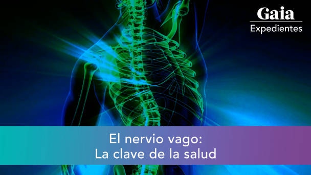 El nervio vago: La clave de la salud | Gaia